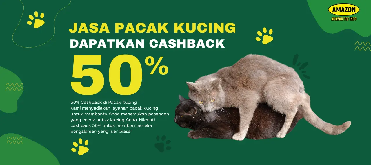 Jasa Pacak Kucing di Jakarta - Amazon Pet Indo